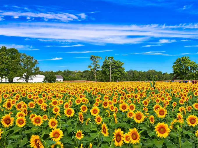 tecumseh sunflower field 1