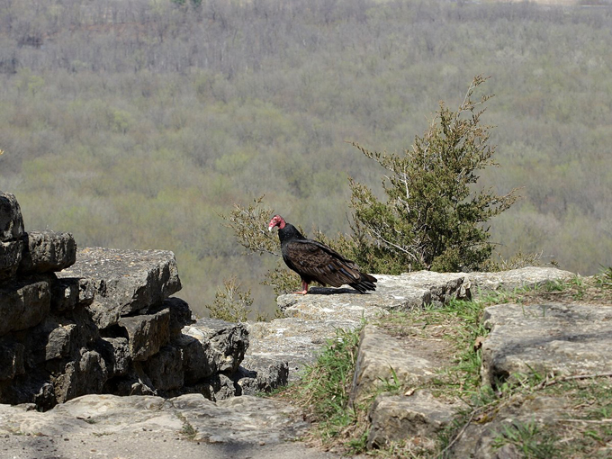 The Bluff Trail in Wyalusing State Park 5