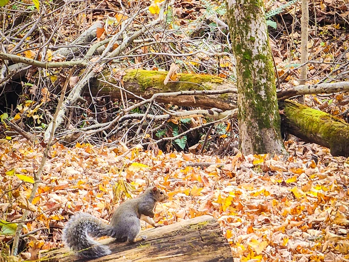 the ridges loop trail 3