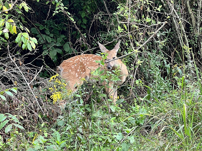 the ridges loop trail 4