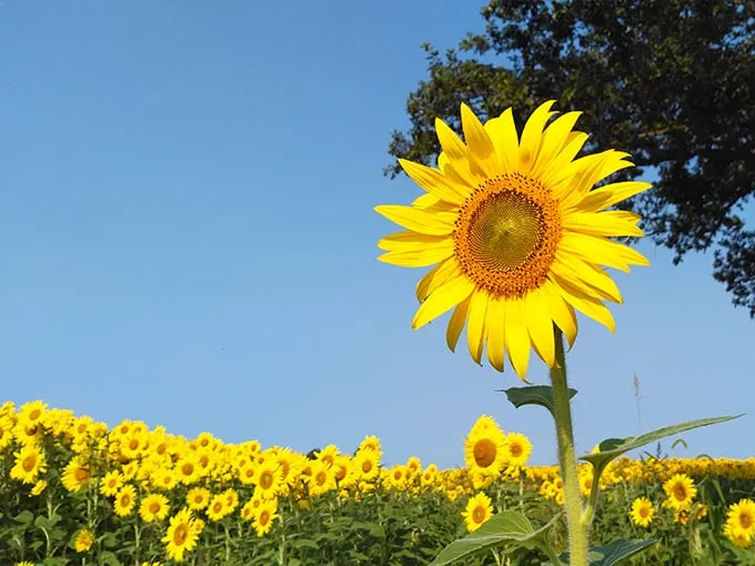 The Suns Flower 2