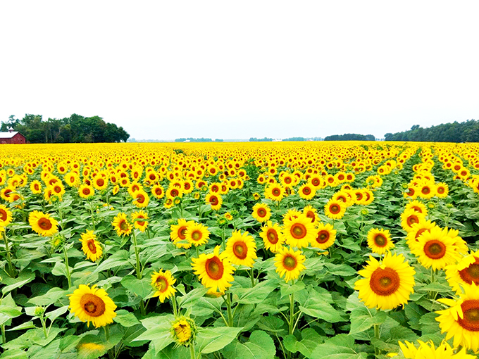 The Suns Flower 3
