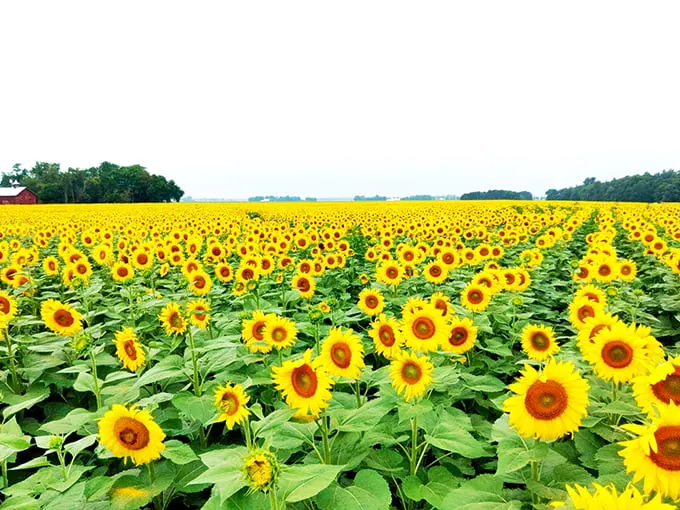 The Suns Flower 3