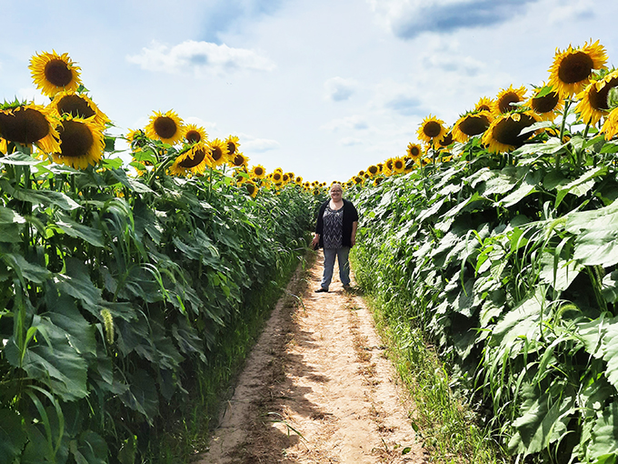 The Suns Flower 4