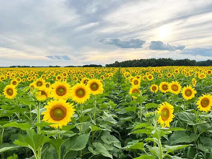 The Suns Flower 5