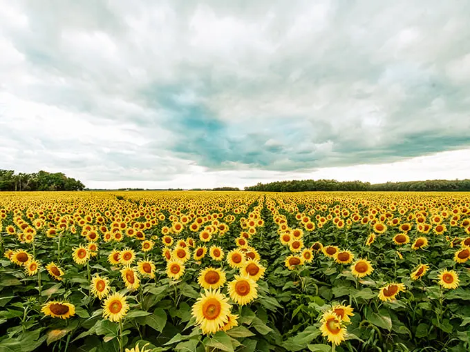 The Suns Flower 9