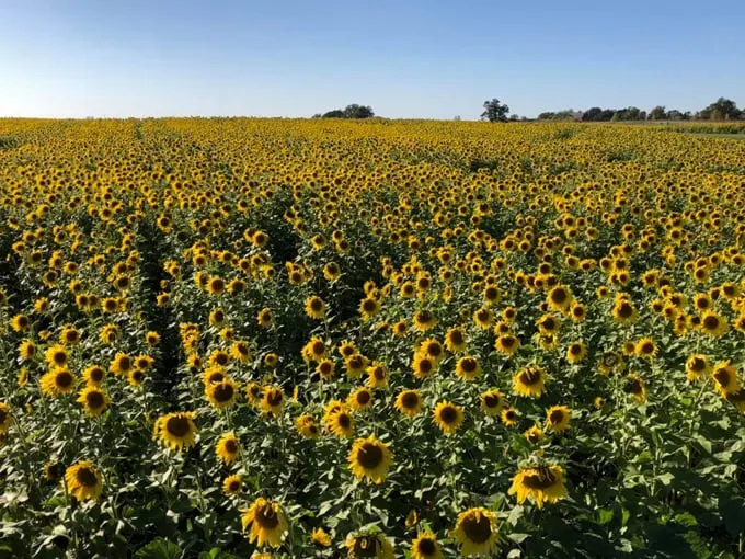 Thompson Strawberry Farm 2