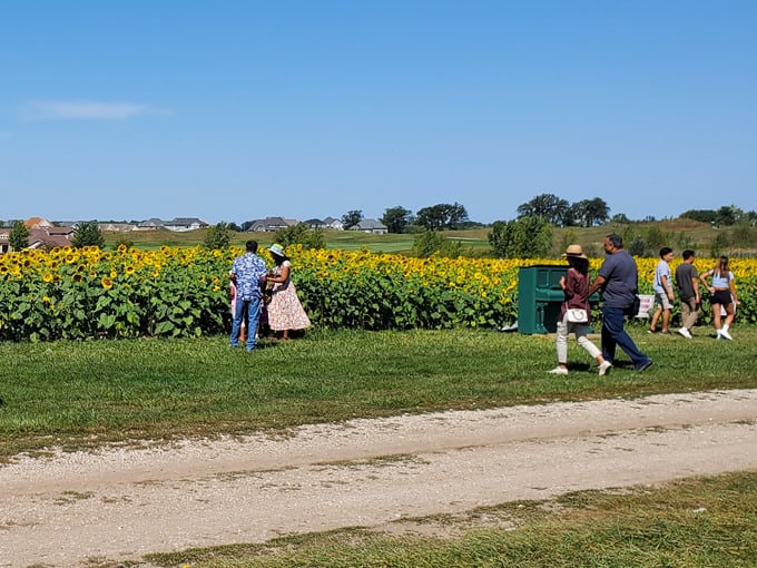 Thompson Strawberry Farm 4