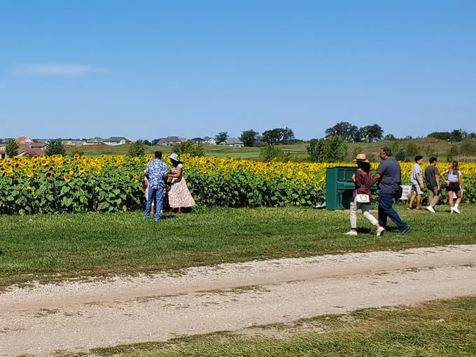 Thompson Strawberry Farm 4