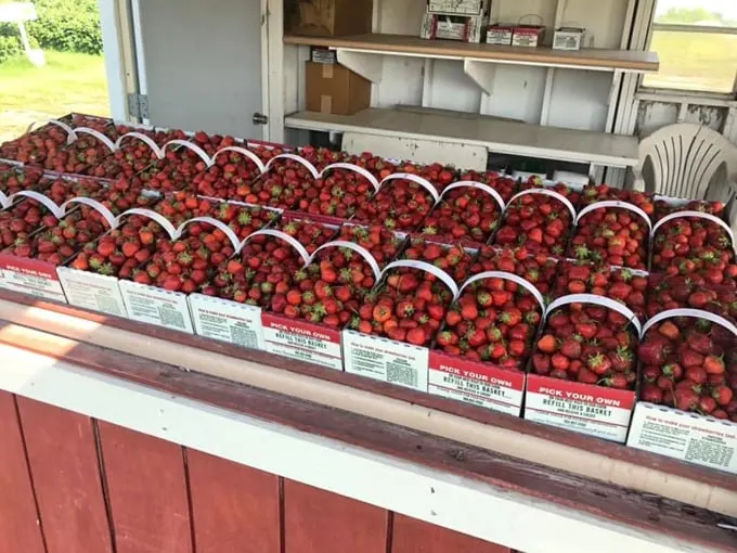 Thompson Strawberry Farm 7