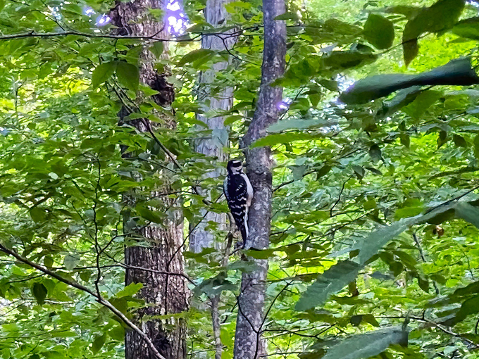 Treat Farm Trail 6