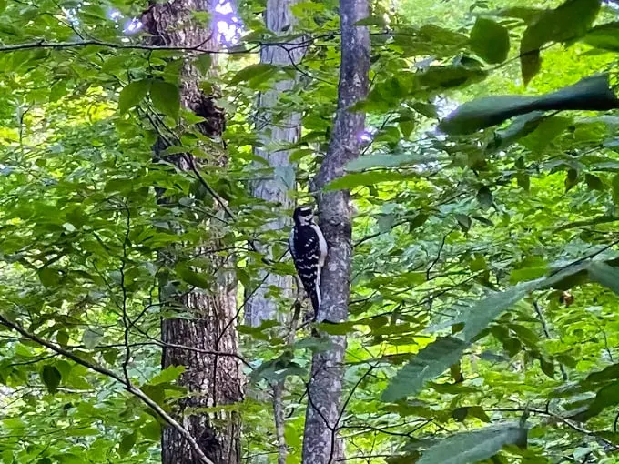 Treat Farm Trail 6