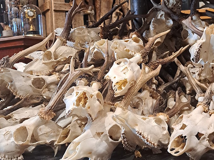 Twelve Vultures 9
