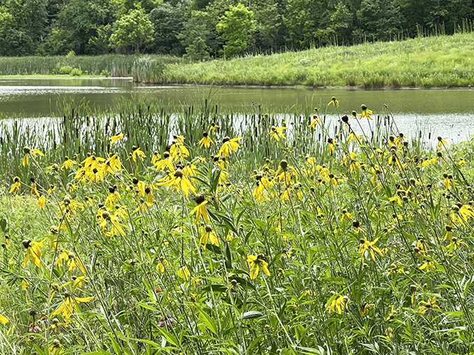 Watershed Pond Loop 4
