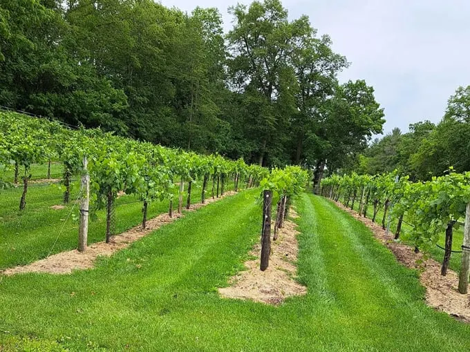 Wollersheim Winery & Distillery 3