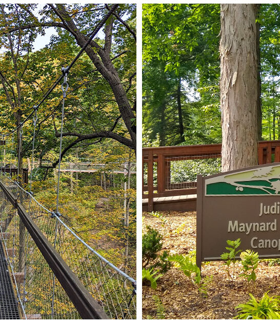 beautiful-treetop-walkway-ohio FTR