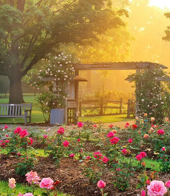 dreamy rose garden ohio ftr