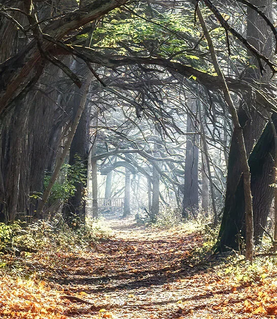 magical tree tunnel ohio ftr