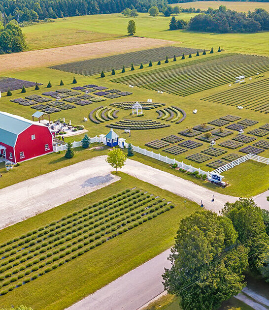 massive lavender farm wisconsin ftr