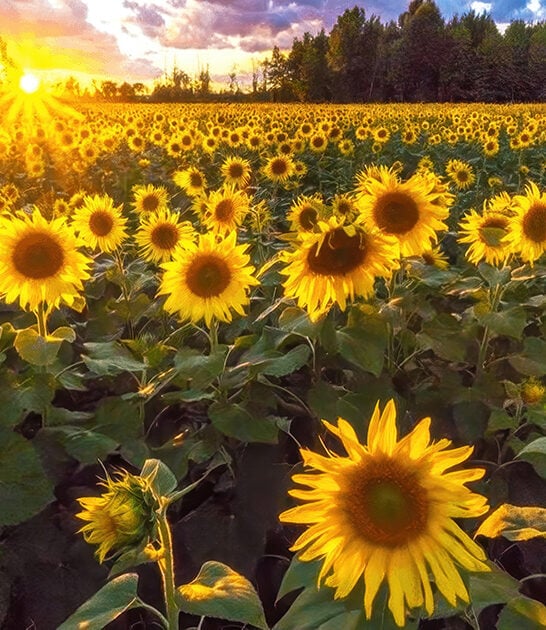 ohio stunning sunflower field ftr