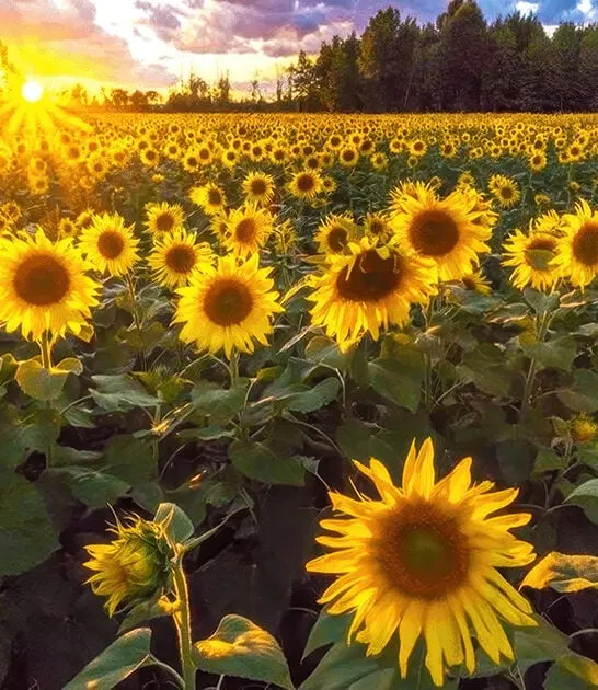 ohio stunning sunflower field ftr
