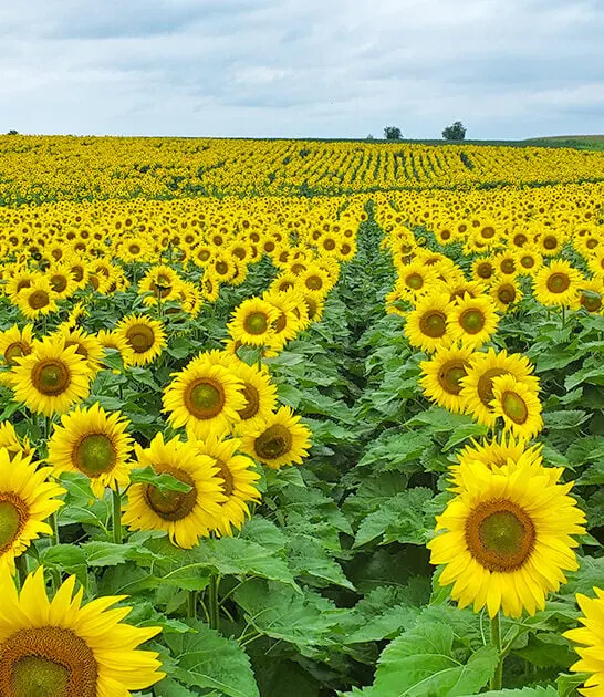 picturesque sunflower farm wisconsin ftr