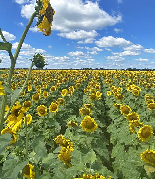 picturesque sunflower field illinois ftr