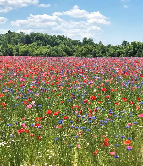 poppy field in michigan ftr