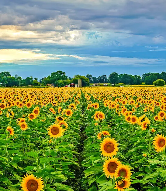 postcard worthy field michigan ftr
