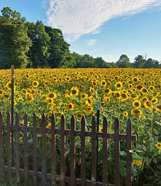 postcard worthy sunflower ohio ftr