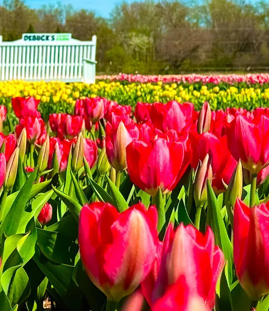 stunning flower farm michigan ftr