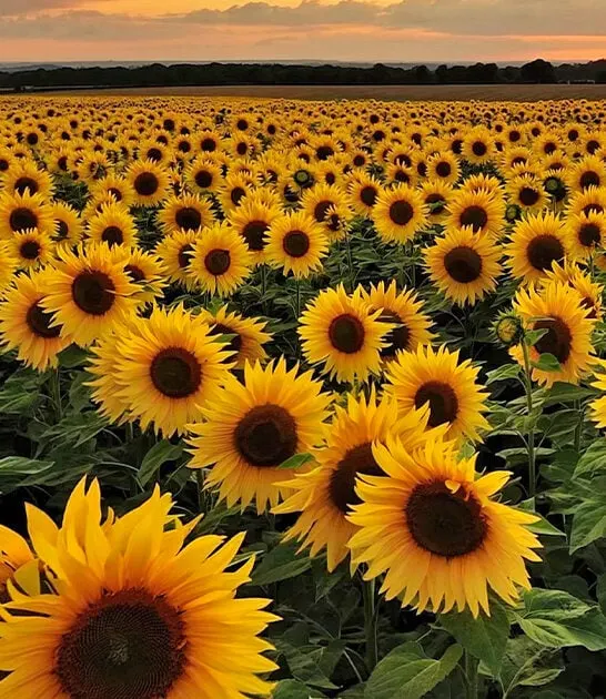stunning sunflower field wisconsin ftr
