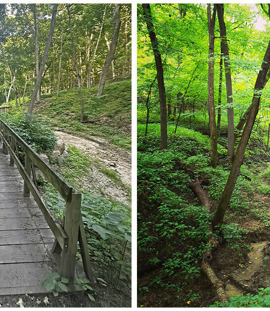 trail-enchanting-forest-minnesota ftr