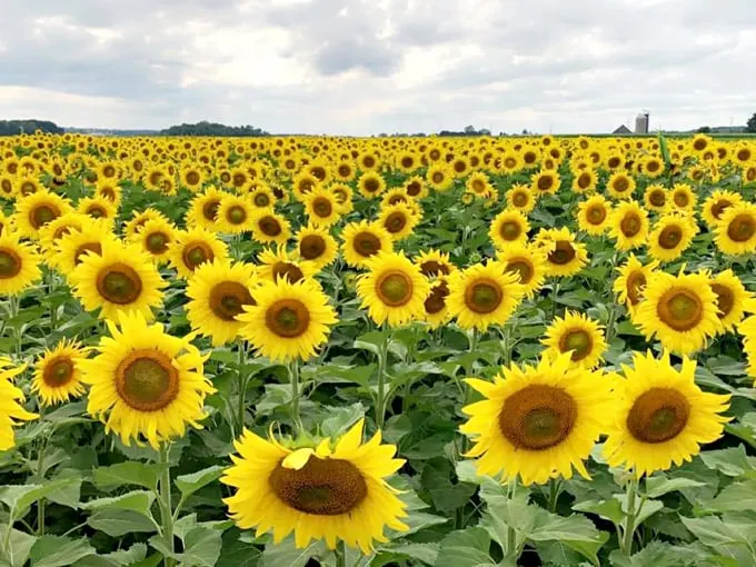 bergsbaken farms (cecil) 1