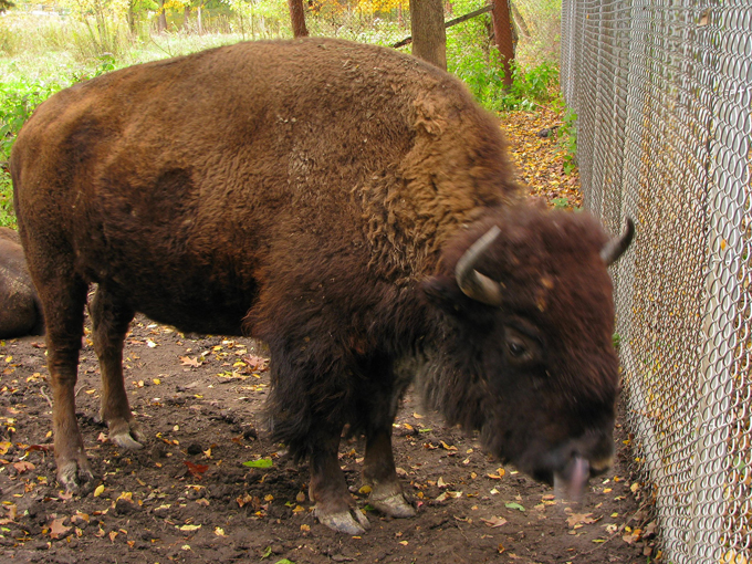 buffalo rock state park 3