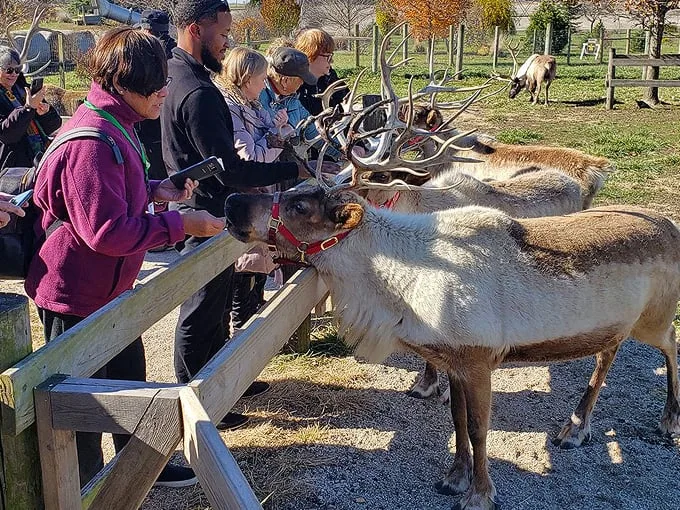 hardy's reindeer ranch 1