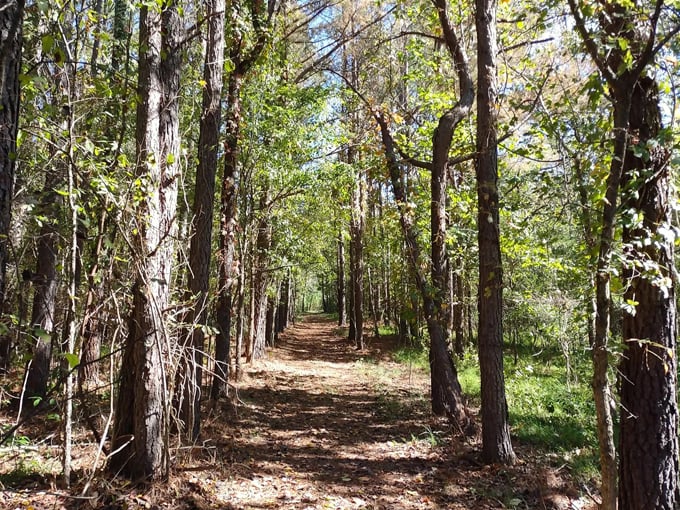 hickory ridge trail 8