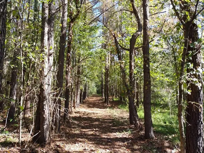 hickory ridge trail 8