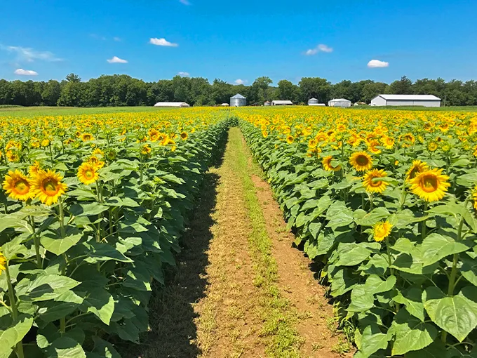 sunflower maze at l&a family farms 1
