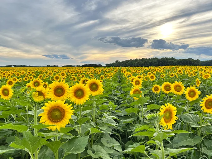 the suns flower