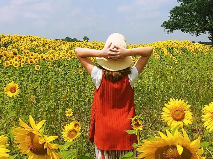 best-sunflower-fields-ohio 1