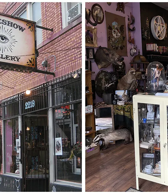bizarre-curiosity-shop-illinois ftr
