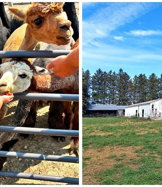 charming-alpaca-farm-illinois FTR