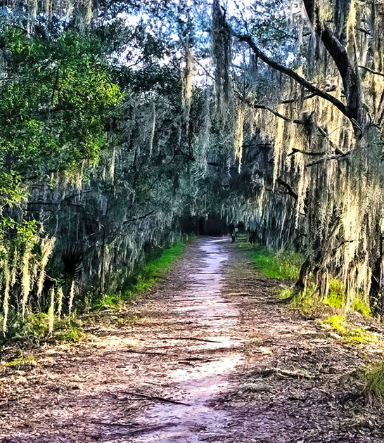 stunning nature preserve florida ftr
