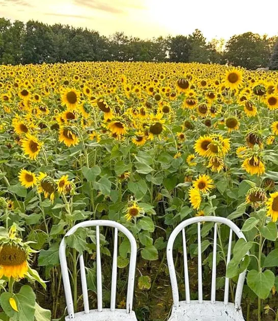 stunning sunflower fields michigan ftr