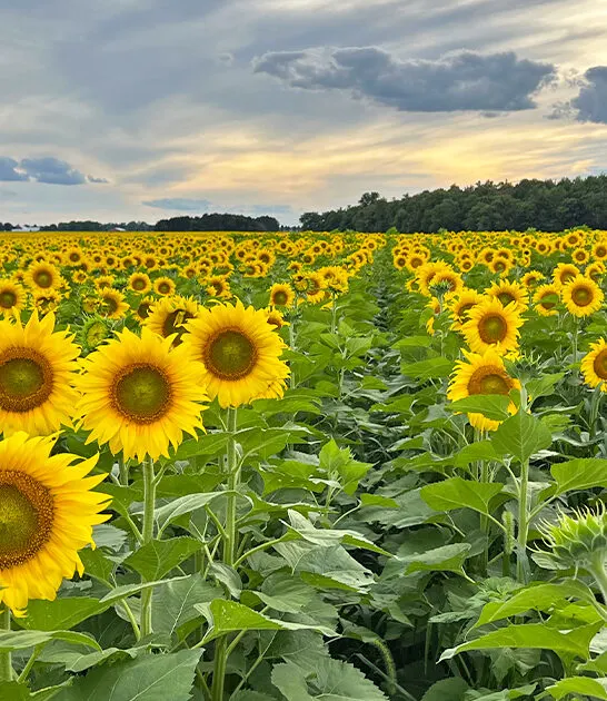 stunning sunflower fields ohio ftr