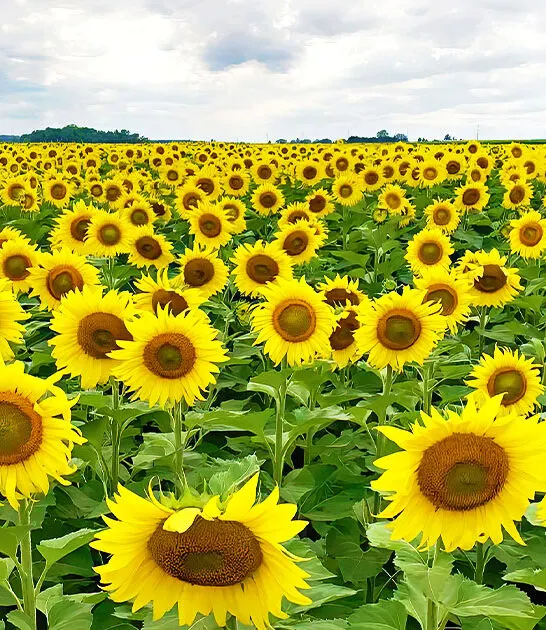 stunning sunflower fields wisconsin ftr