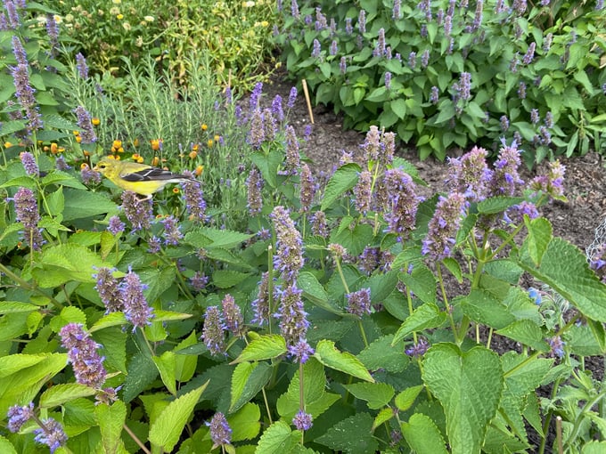 allen centennial garden 7