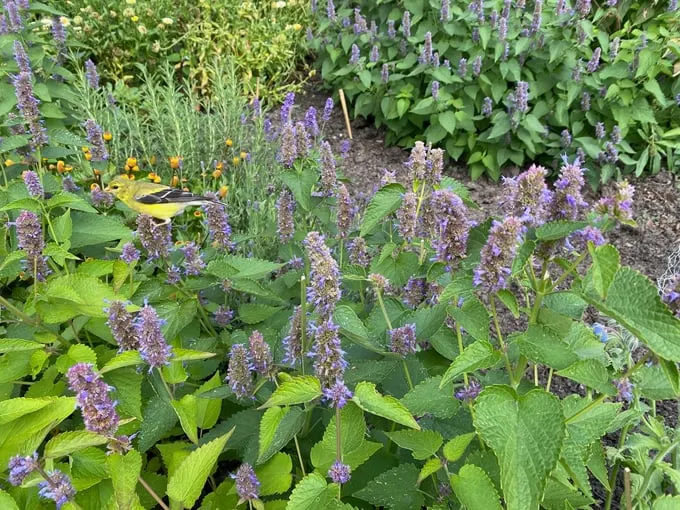 allen centennial garden 7
