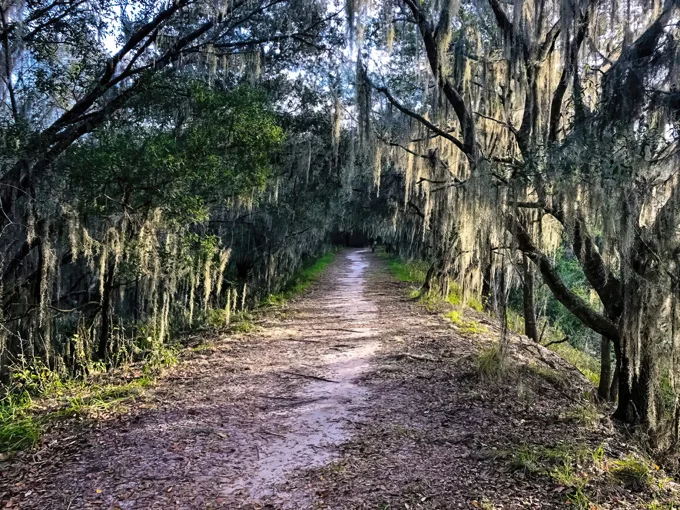 balm boyette scrub nature preserve 1